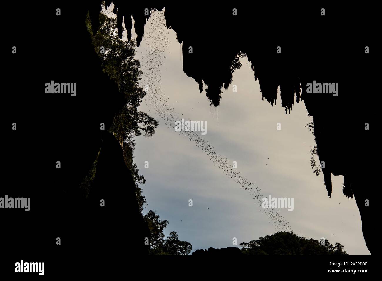 Stream of bats leaving the Deer Cave at dusk. Gunung Mulu National Park ...