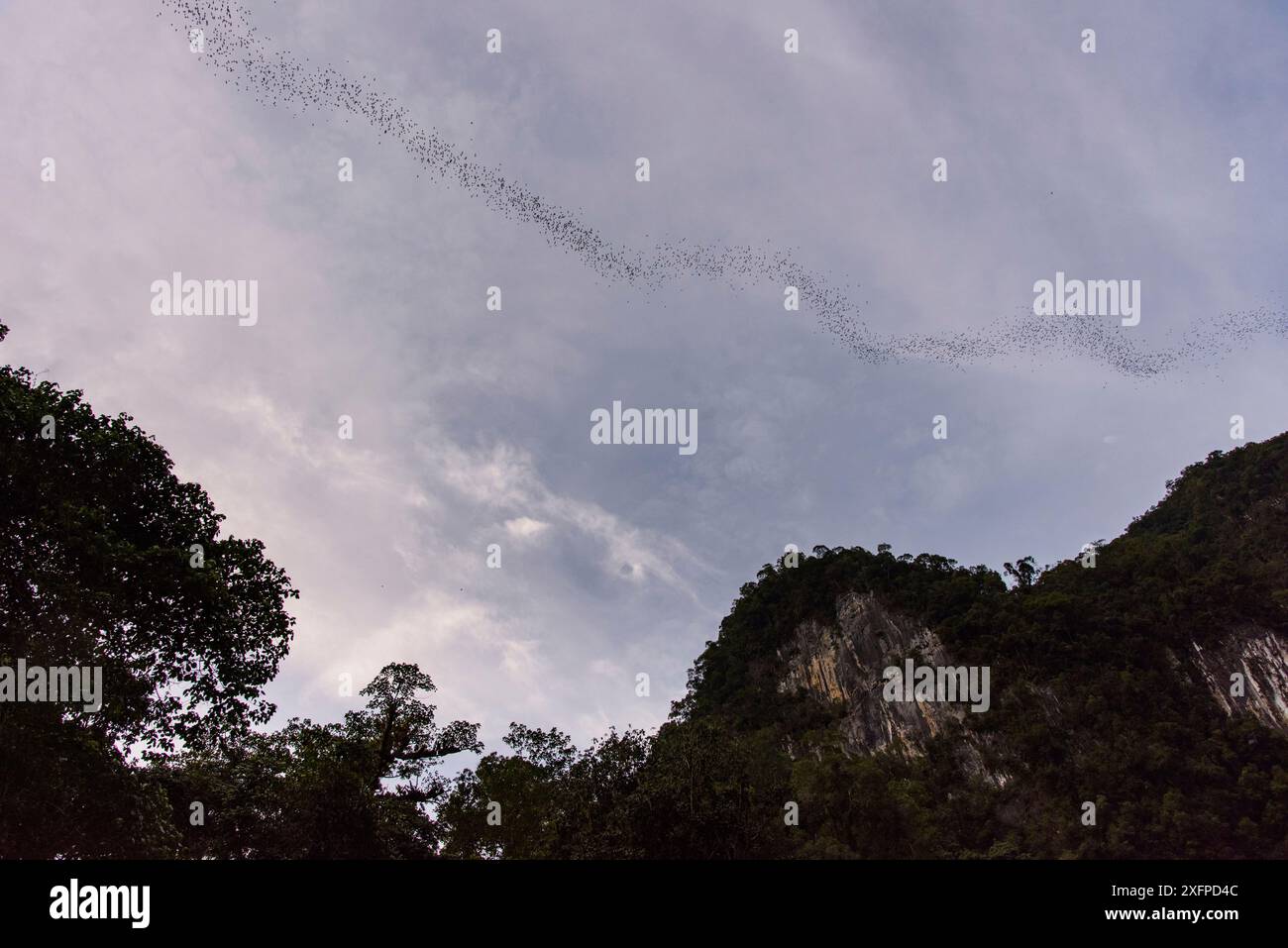 Stream of bats leaving the Deer Cave at dusk. Gunung Mulu National Park ...