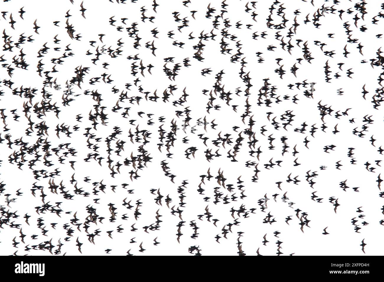 Wrinkle-lipped free-tailed bats (Chaerephon plicatus) flying out of ...