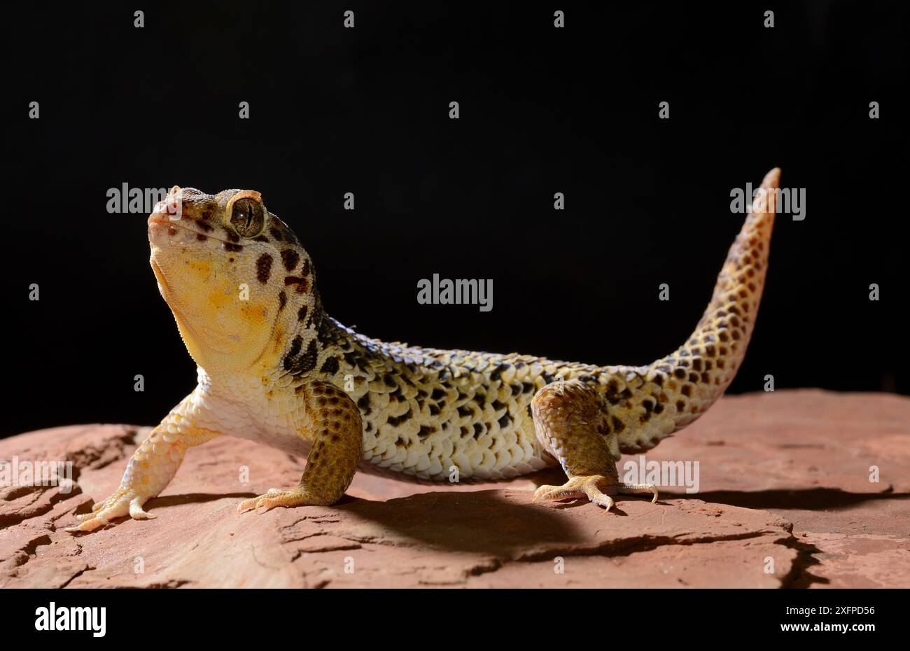 Frog-eyed gecko (Teratoscincus roborowskii) captive, occurs in Turpan ...