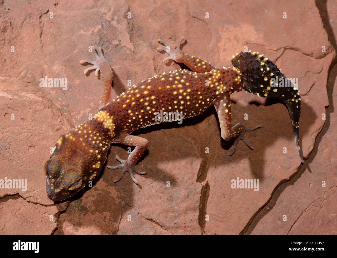 Thick tailed gecko (Underwoodisaurus seorsus) captive, occurs in ...