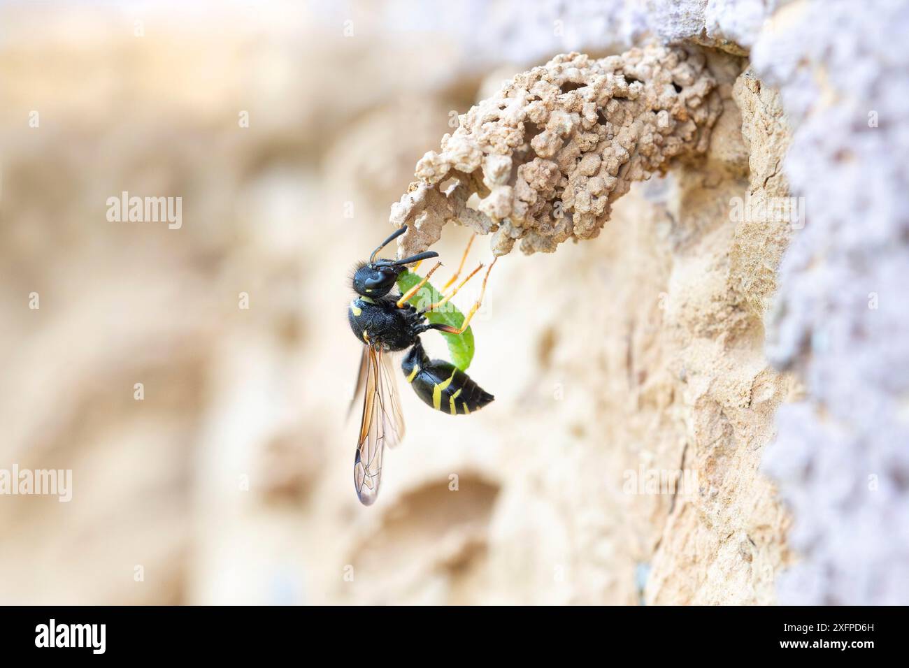 Spiny Mason Wasp (Odynerus spinipes), with weevil larva (Curculionidae ...