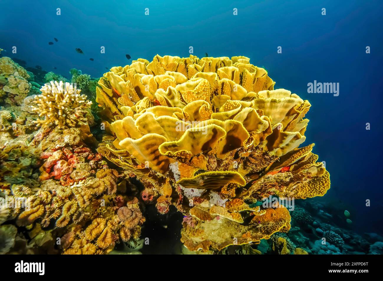 Yellow cup coral (Turbinaria mesenterina) Stony corals Hard corals Reef ...