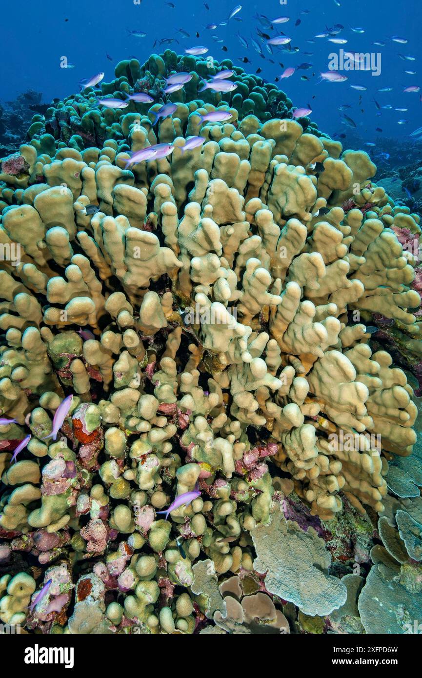 Large colony of pore coral (Pocillopora eydouxi) large coral block stony corals hard corals reef ...