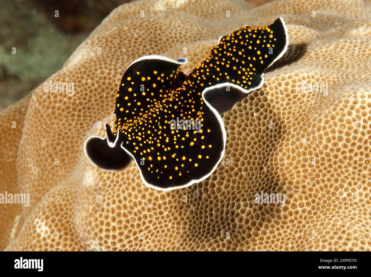 Starry sky flatworm hi-res stock photography and images - Alamy