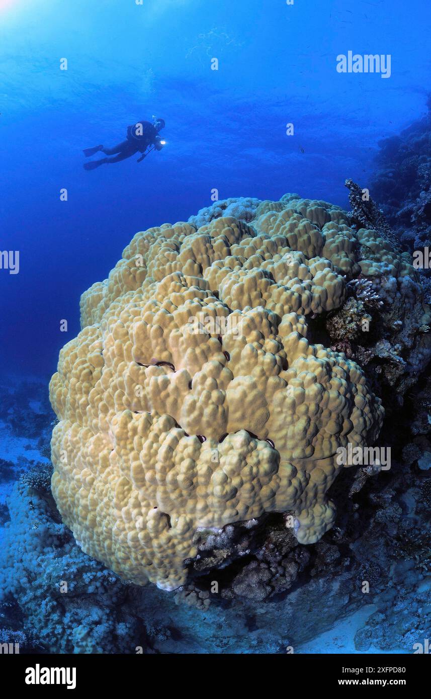 Diver looking at illuminated large coral block of dome coral (Porites ...