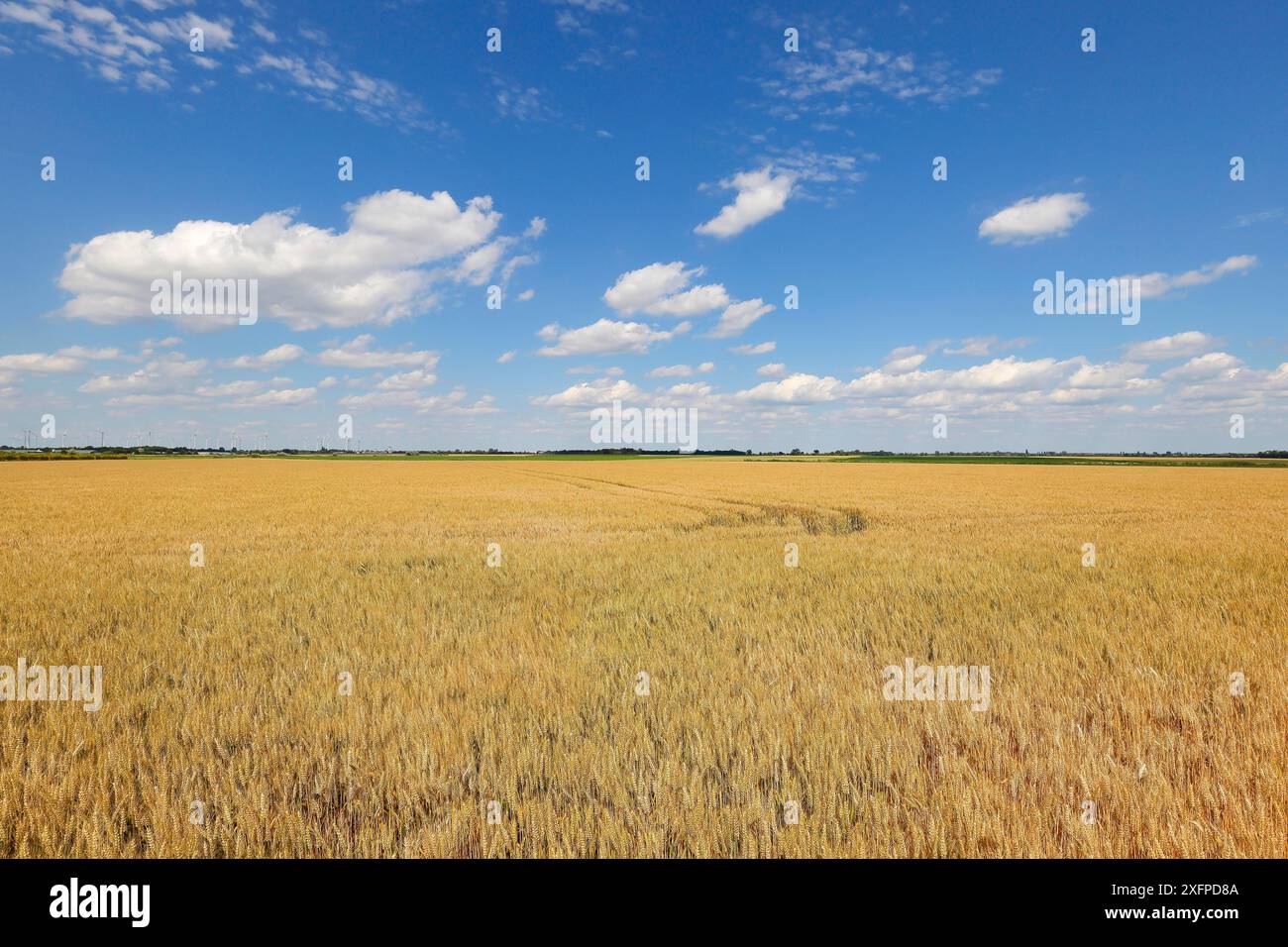 Cross breeding wheat hi-res stock photography and images - Alamy