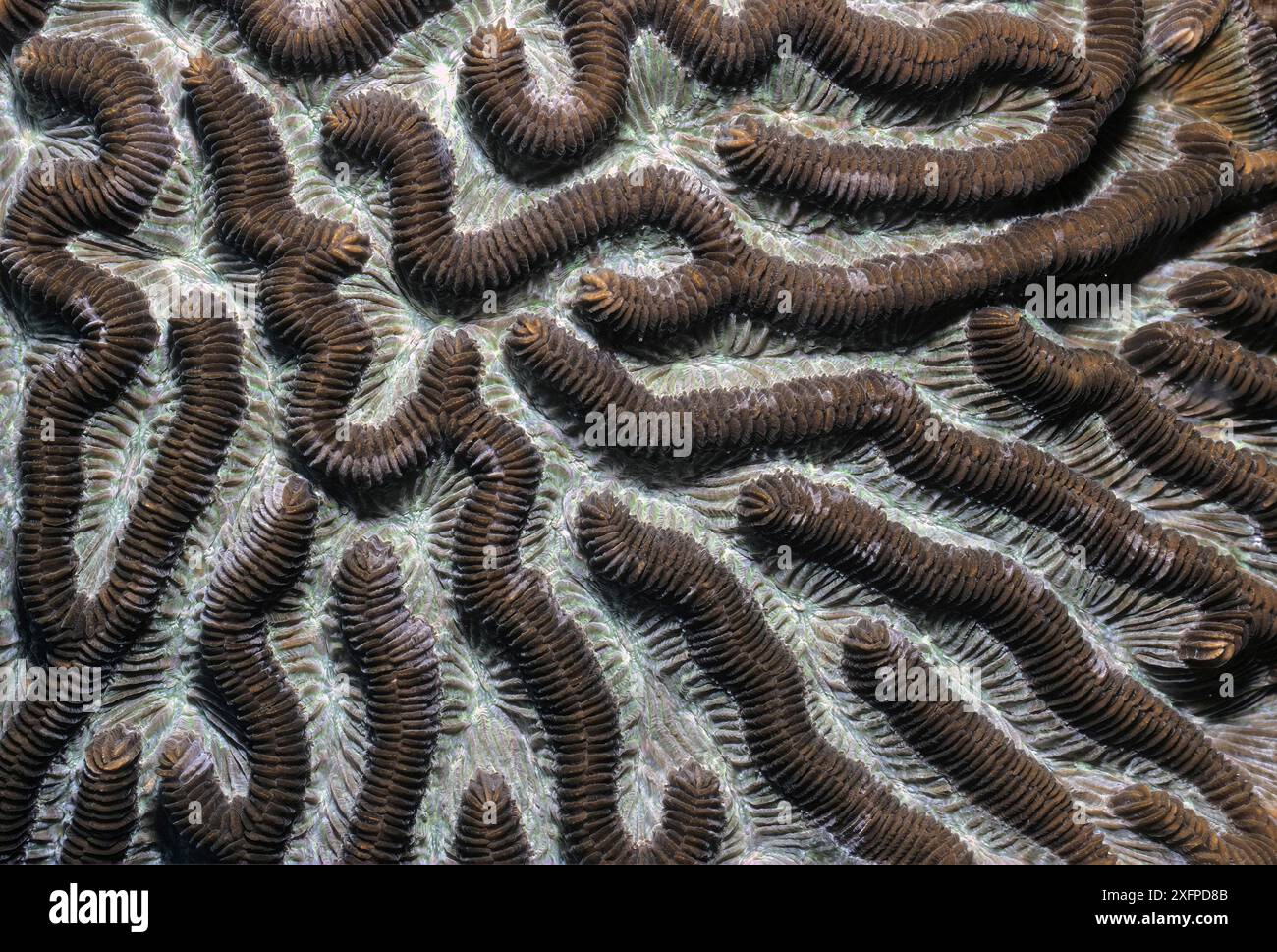 Detail photo of lamellar brain coral Brain coral (Platygyra) Hard coral ...