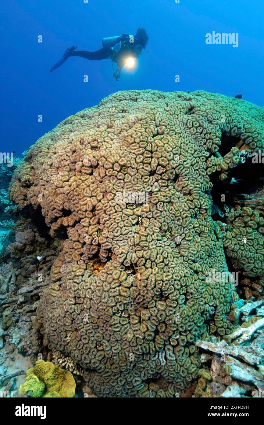 Button star coral hi-res stock photography and images - Alamy