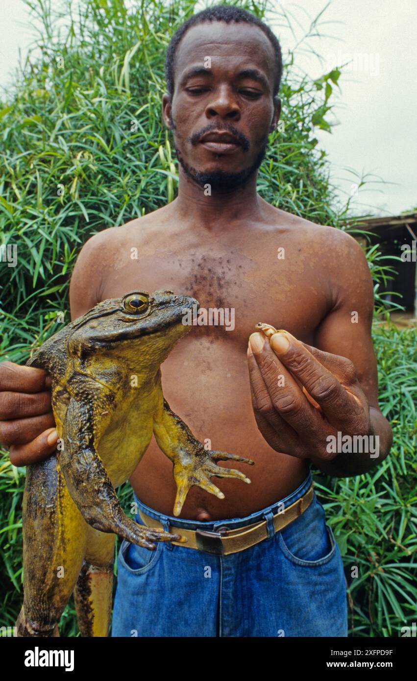 Banana tree frog food hi-res stock photography and images - Alamy