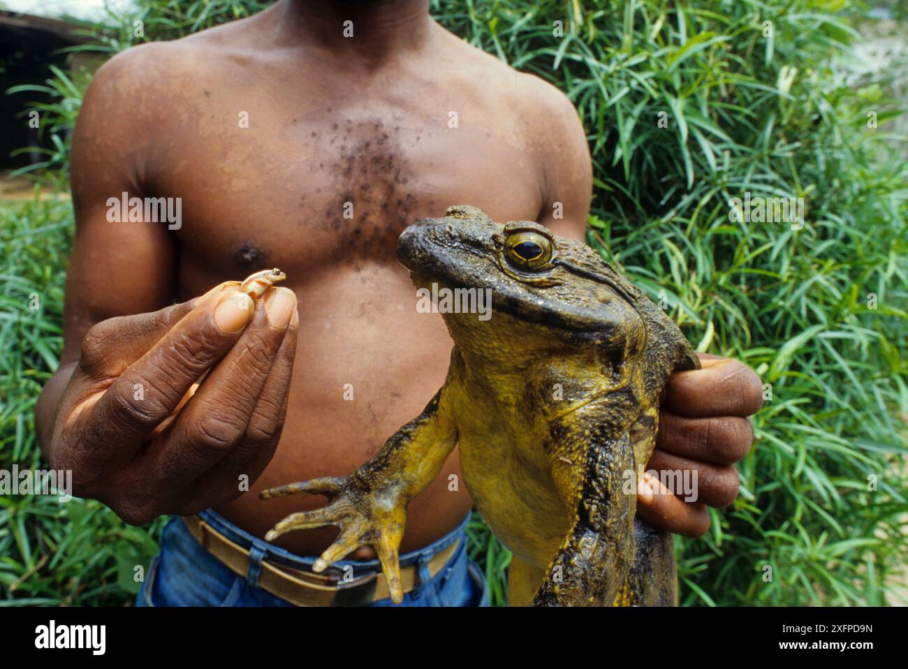 Man holding a large Goliath frog (Conraua goliath) and small Banana ...