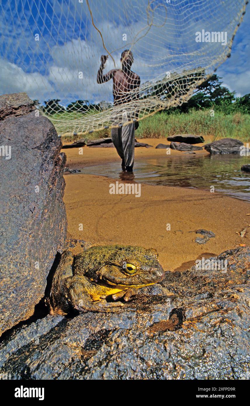 Goliath frog conraua goliath bushmeat hi-res stock photography and ...