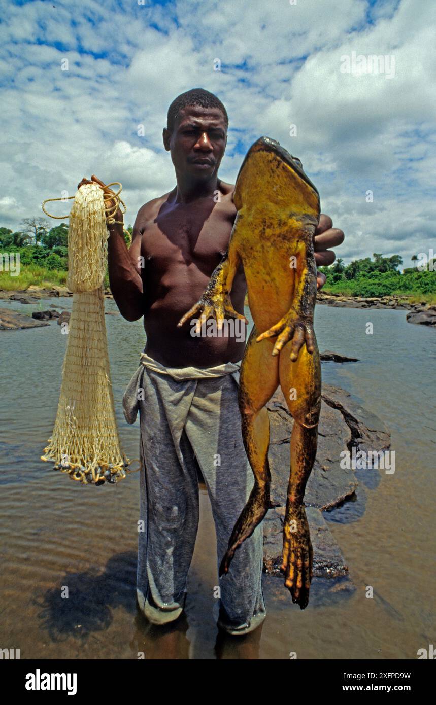 Goliath frog hi-res stock photography and images - Alamy