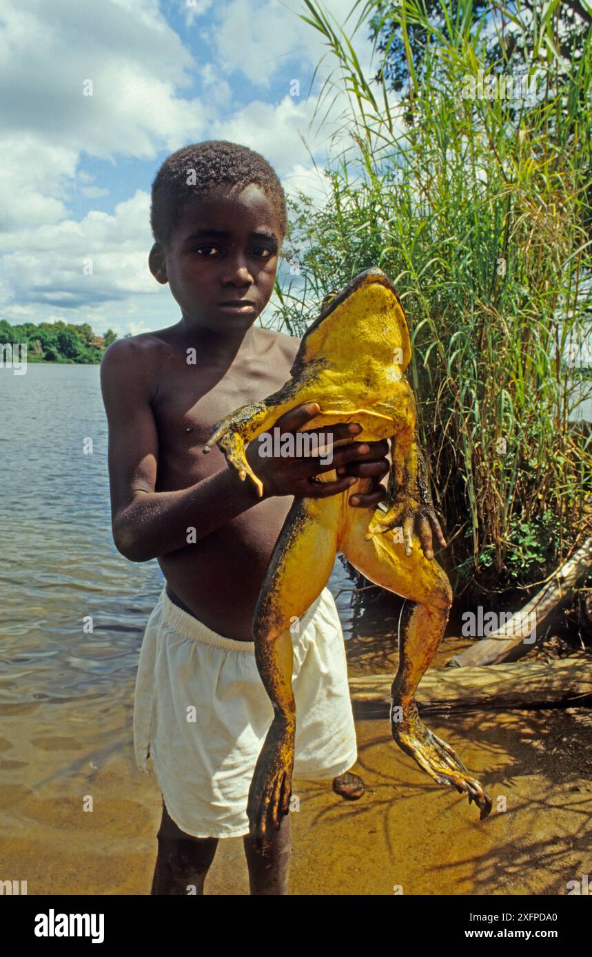 Young boy holding Goliath frog (Conraua goliath) Sanaga, Cameroon ...