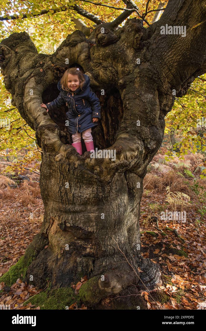 Young girl in trunk of ancient pollarded European beech (Fagus ...
