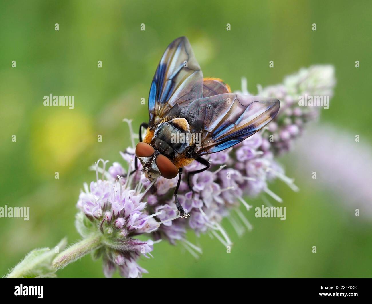 Tachnid fly (Phasia hemiptera) male, the female lays its eggs directly ...