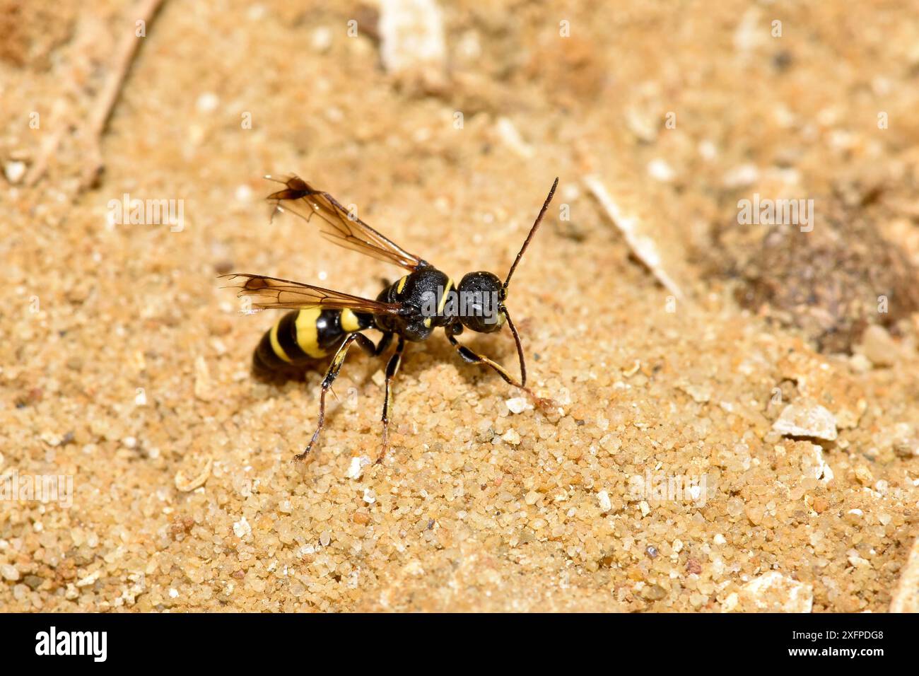 Mason wasp (symmorphus gracilis) on sandy bank of old quarry ...