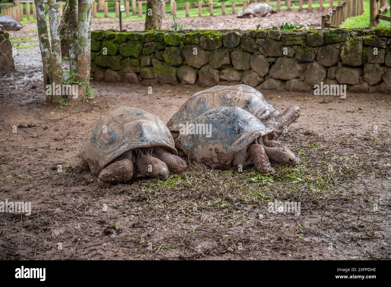 Giant tortoise in the mud on mauritius Stock Photo - Alamy