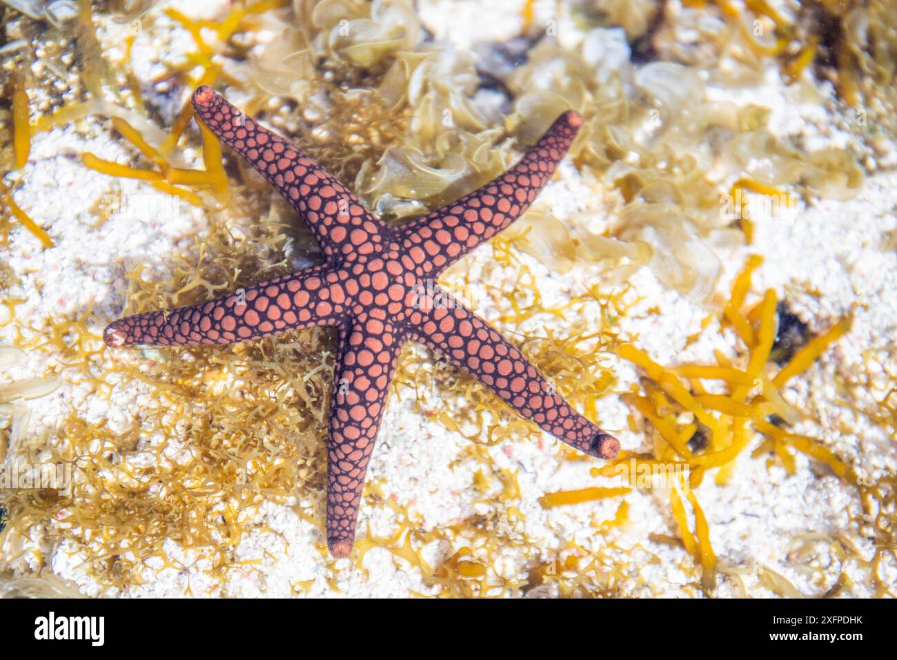 Indian ocean starfish hi-res stock photography and images - Alamy