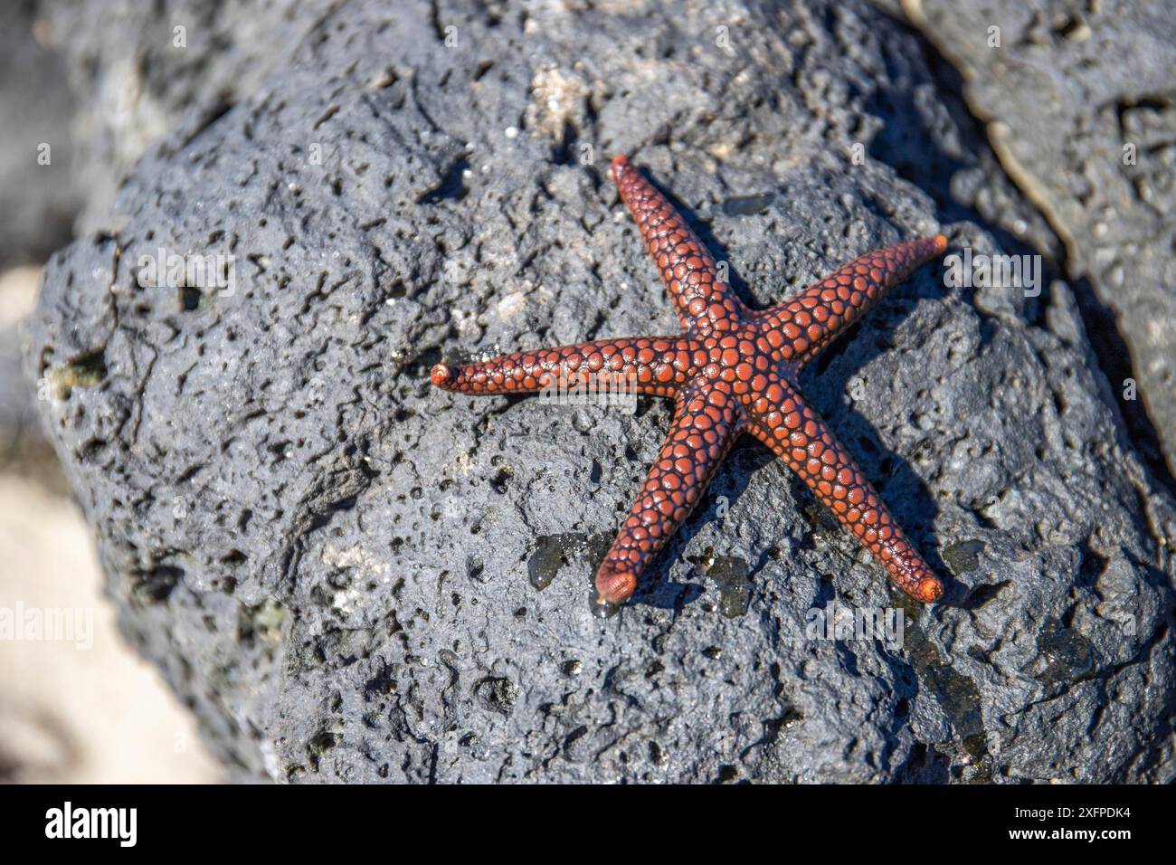 Indian ocean starfish hi-res stock photography and images - Alamy