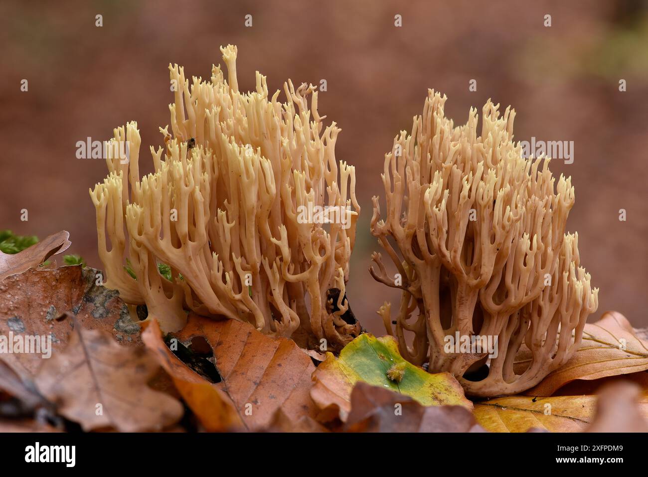 Upright coral fungi (Ramaria stricta) growing up from dead wood among ...