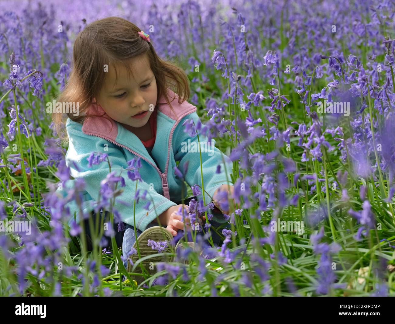 Young girl amongst Bluebell (Hyacinthoides non-scripta) flowers ...