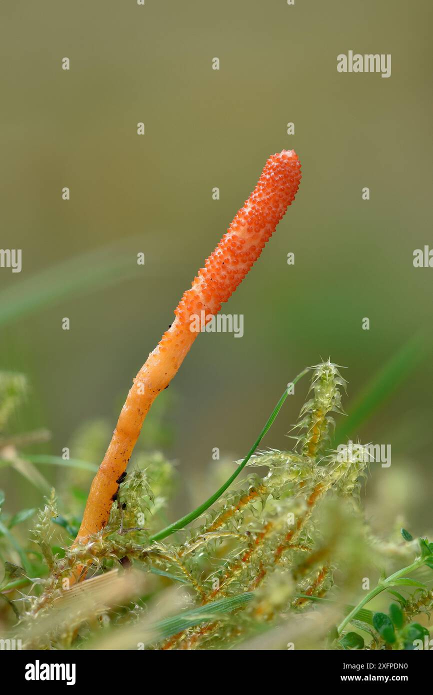 Scarlet caterpillar club fungus hi-res stock photography and images - Alamy