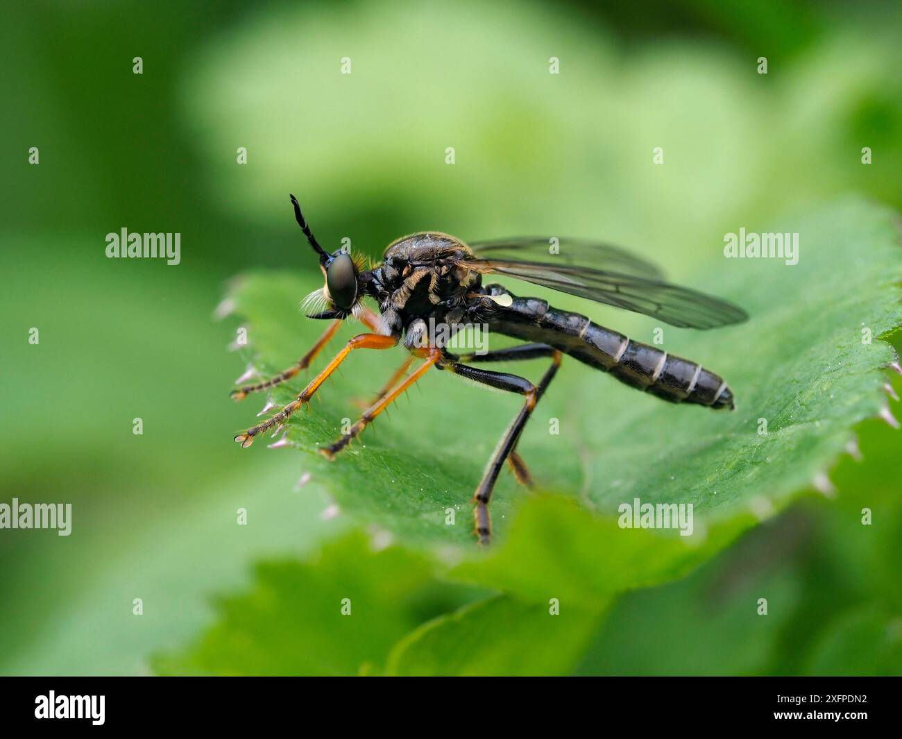 Robber flies uk hi-res stock photography and images - Alamy