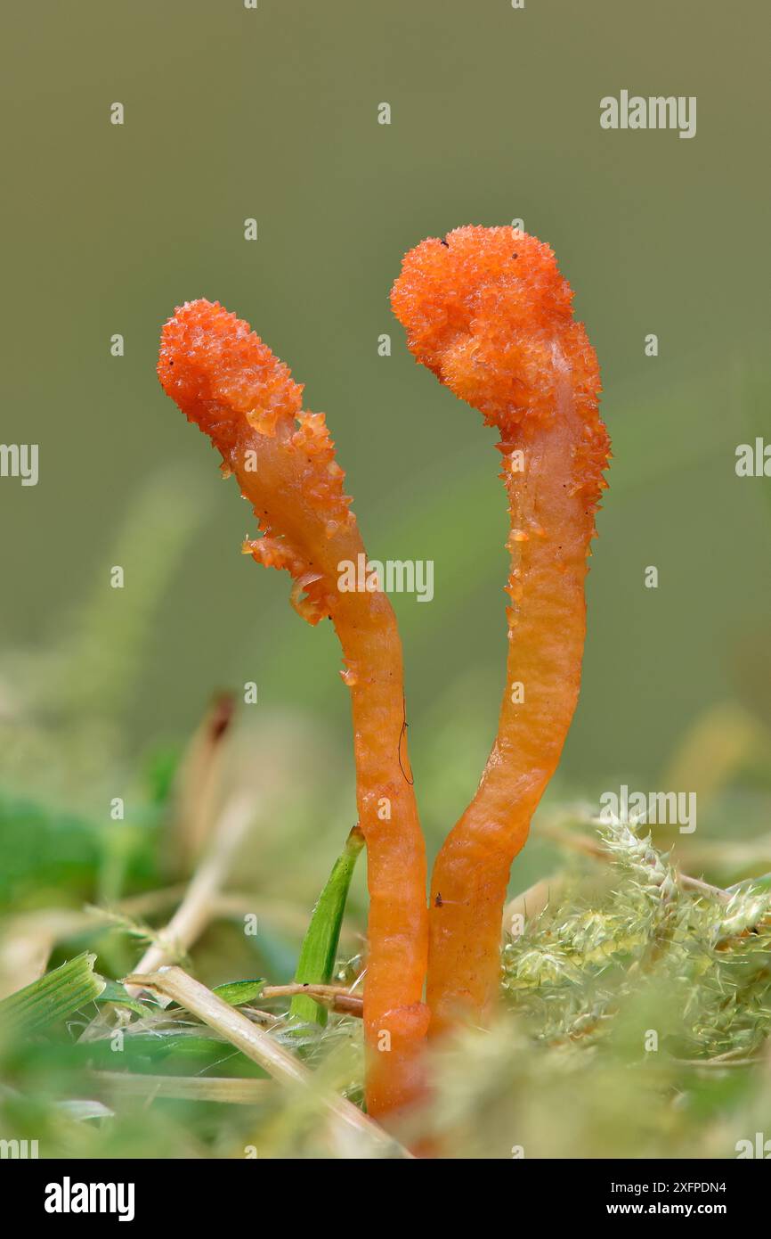 Scarlet caterpillar club fungus hi-res stock photography and images - Alamy