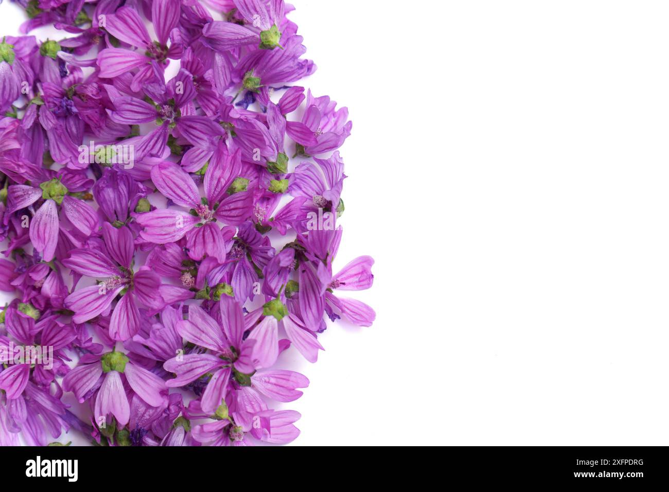 Common mallow flower (Malva Sylvestris) medicinal plant isolated on ...