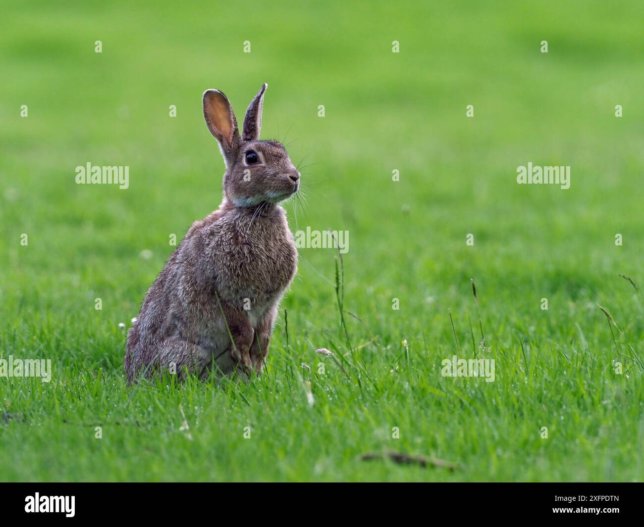 European rabbit (Oryctolagus cuniculus) in alert posture, Upper ...