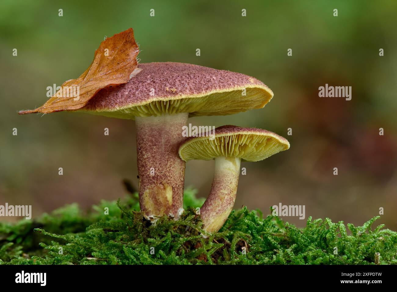 Plums and custard fungus (Tricholomopsis rutilans) two fruiting funguss ...