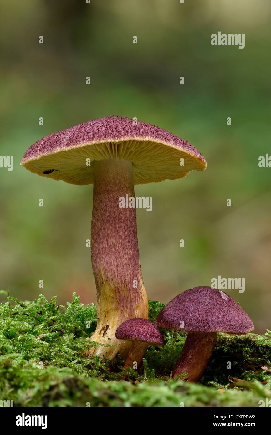 Plums and custard fungus (Tricholomopsis rutilans) group of three ...
