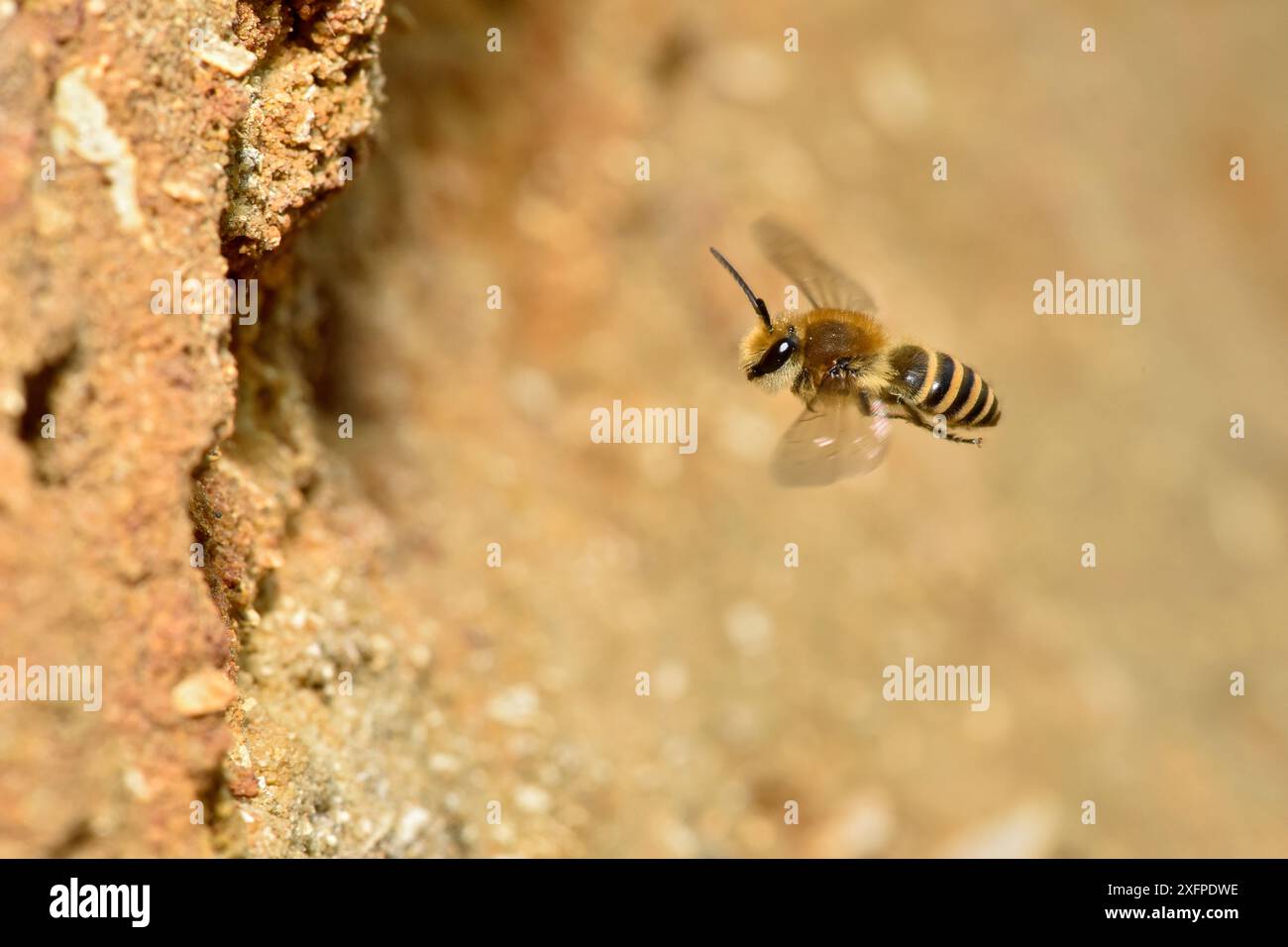Ivy bee (Colletes hederae) new species to the UK in 2001. In flight up ...