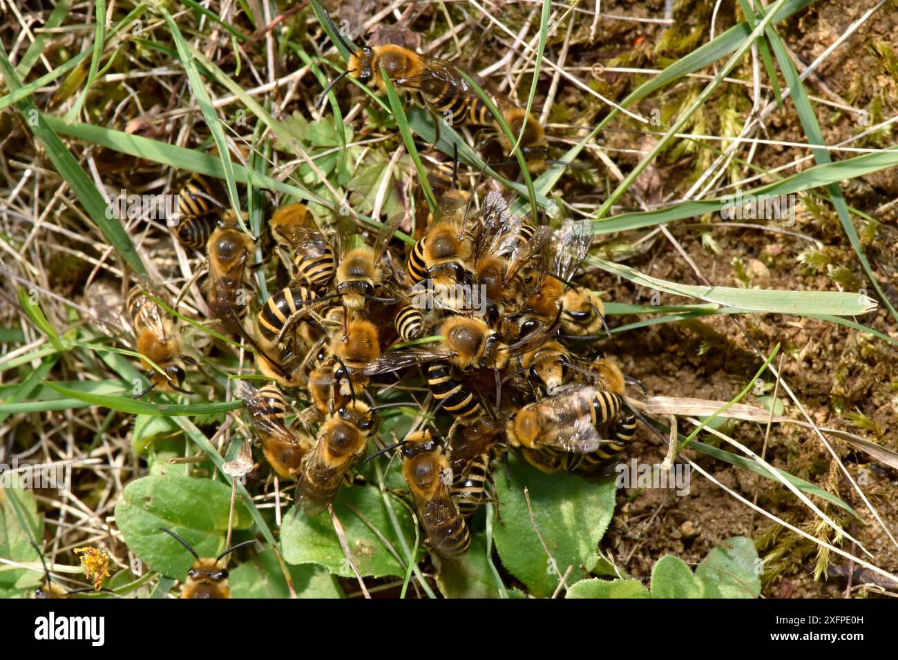 Ivy bee (Colletes hederae) new species to the UK in 2001. Mating ball ...