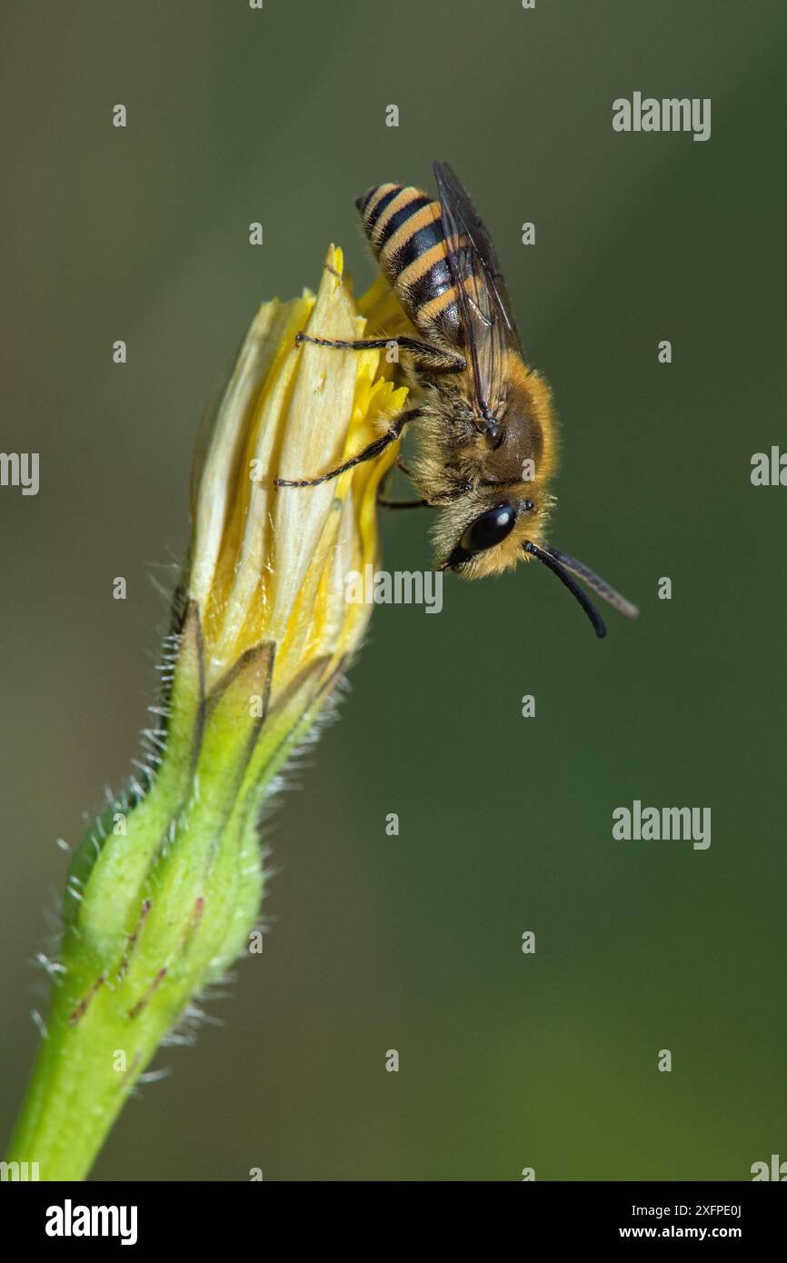 New bee species hi-res stock photography and images - Alamy