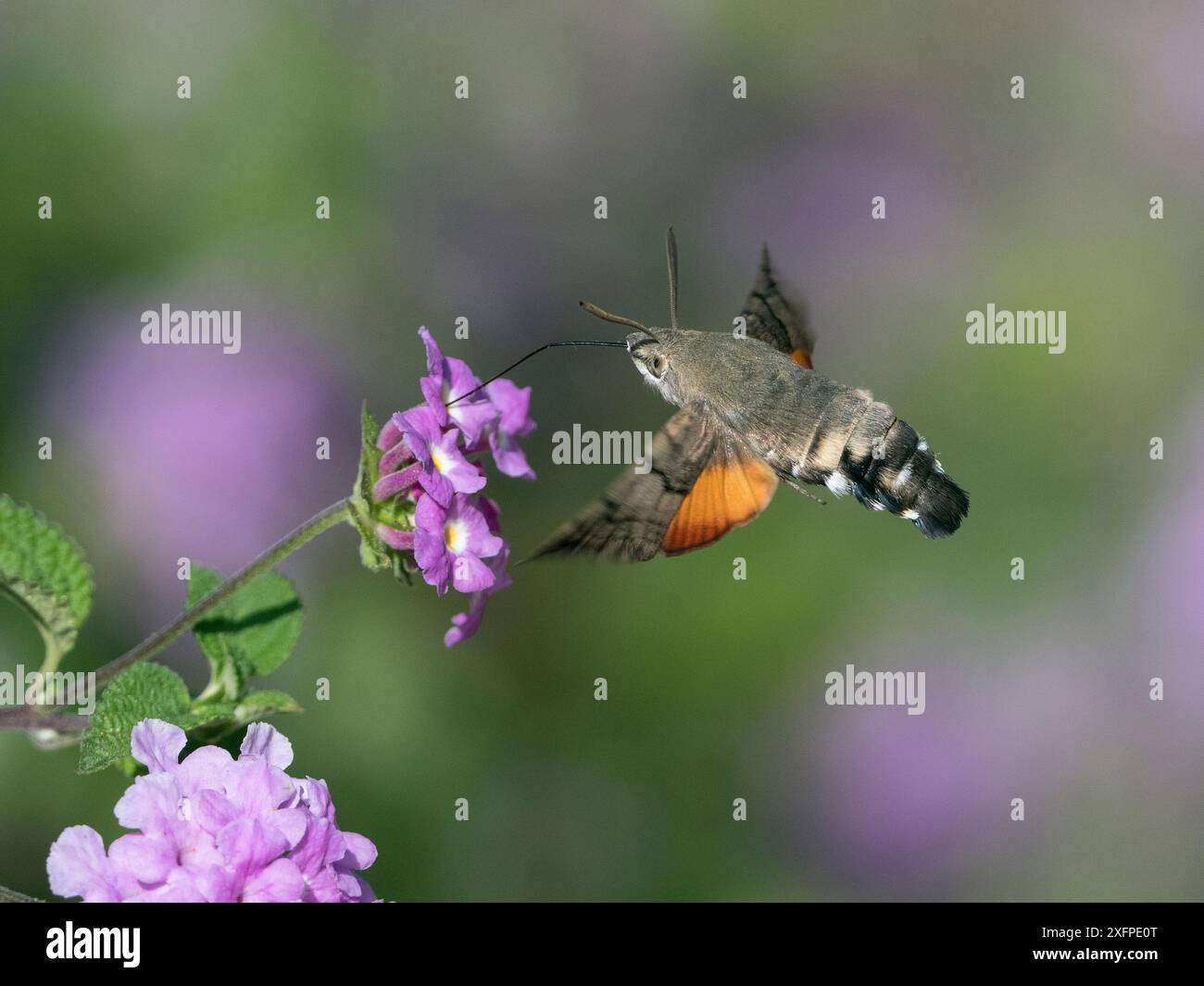 Moth with long proboscis hi-res stock photography and images - Alamy