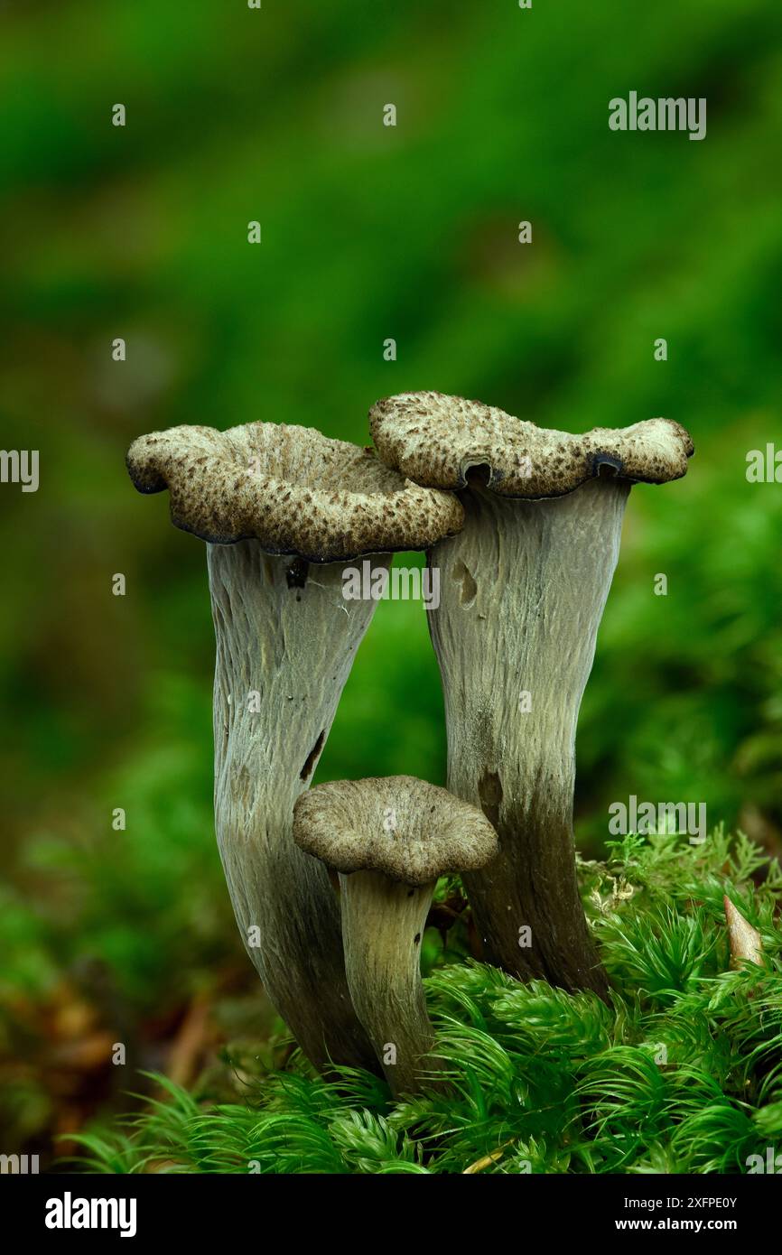 Horn of plenty fungus (Craterellus cornucopioides) trumpet shaped fungi ...