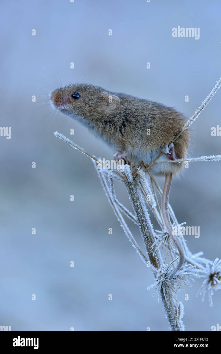 Harvest mouse (Micromys minutus) Sitting on frosty seedhead ...