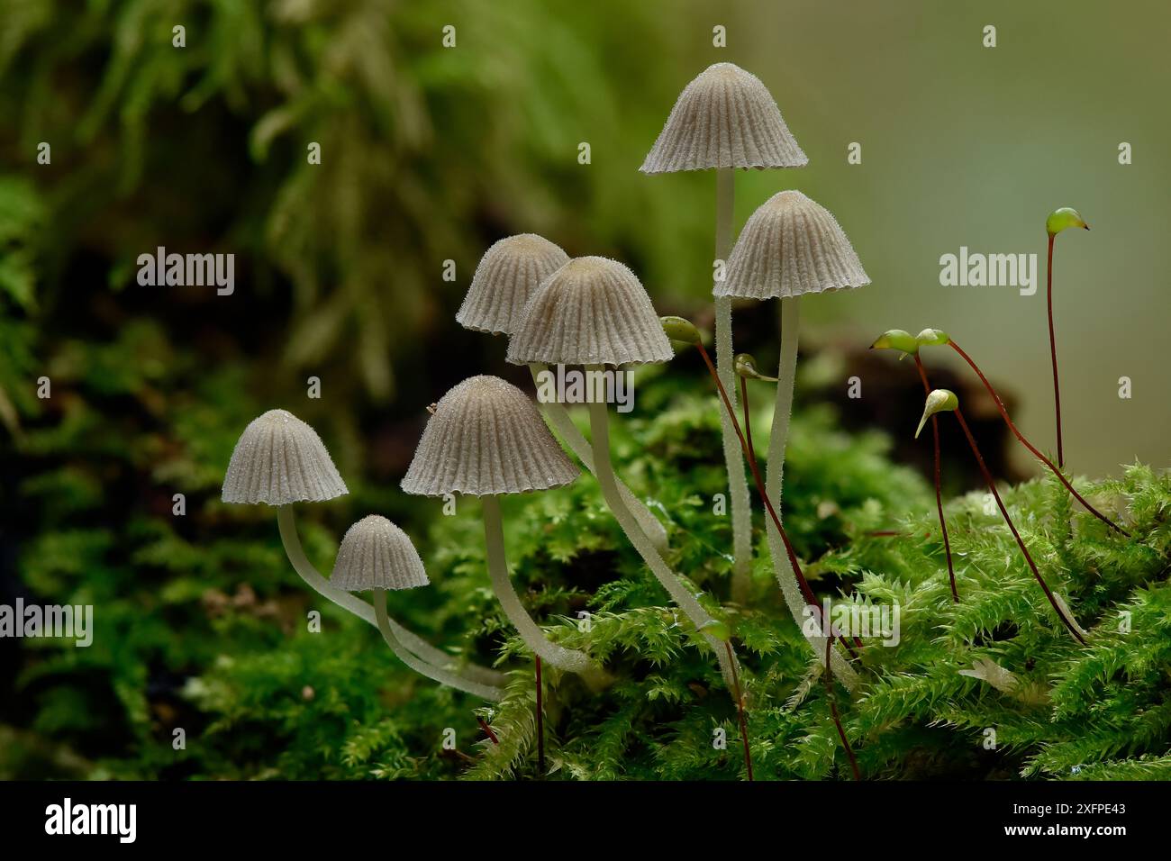 Psathyrella disseminata hi-res stock photography and images - Alamy