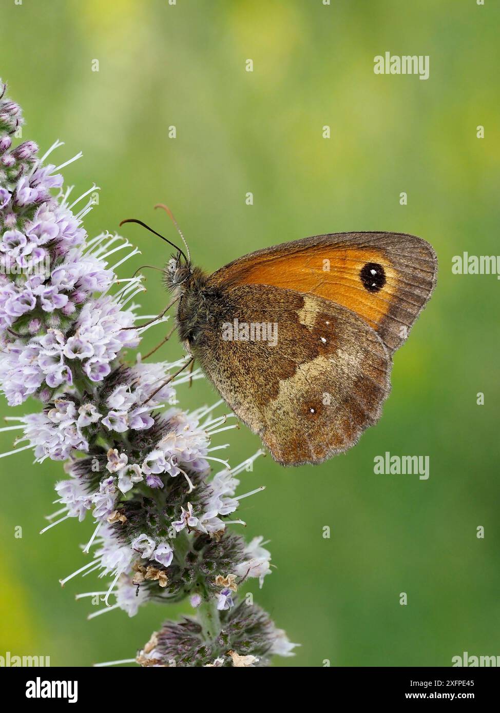 Gatekeeper / Hedge Brown butterfly (Pyronia tithonus) nectaring from ...