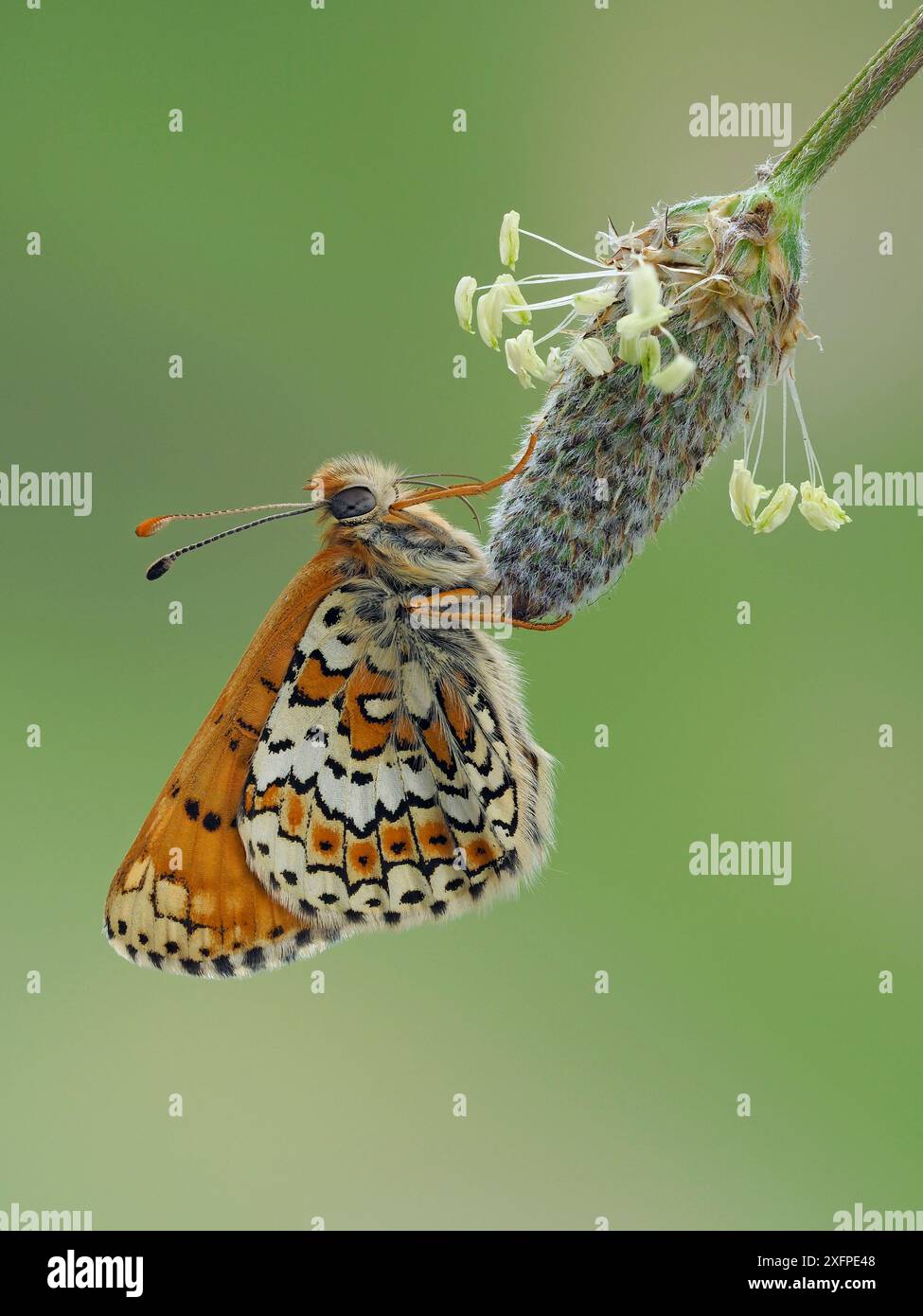 Glanville fritillary butterfly (Melitaea cinxia) roosting on larval ...