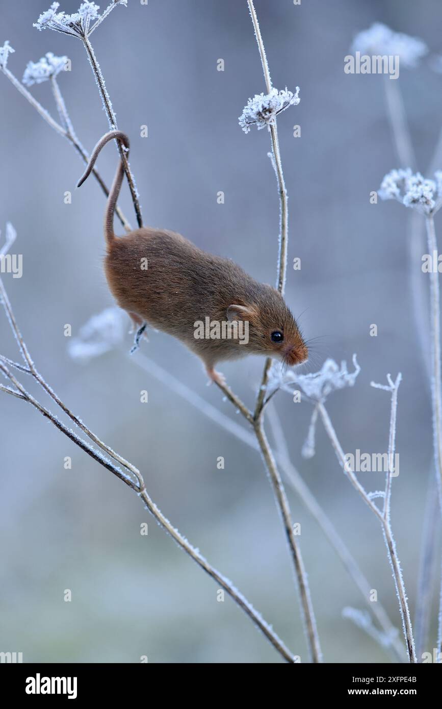Harvest mouse {Micromys minutus) climbing among frosty vegetation ...