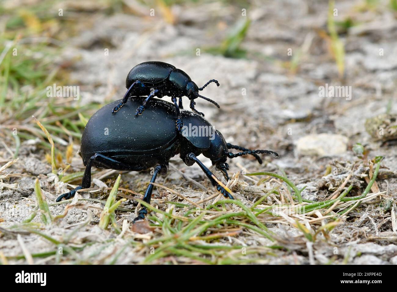 Dor Beetle (Geotrupes stercorarius) smaller male riding on back of ...