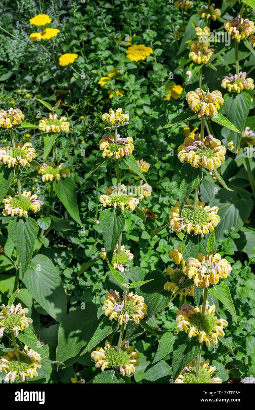 Turkish sage (Phlomis russeliana), Allgaeu, Bavaria, Germany Stock ...