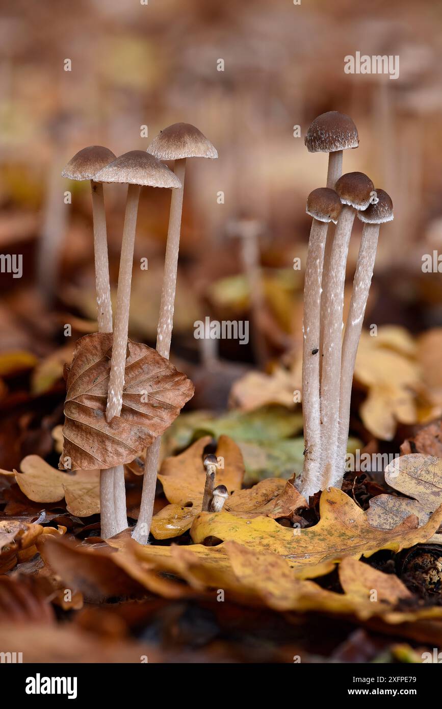 Conical Brittlestem (Parasola conopilus) two small groups showing cap ...