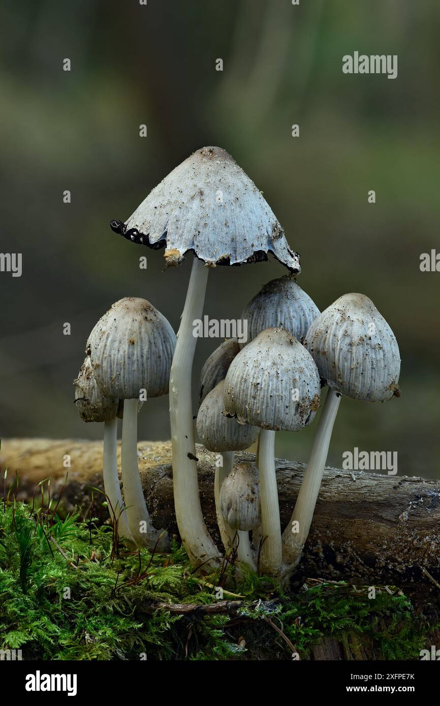 Common Deceiver (Laccaria laccata) group of toadstools at various ...
