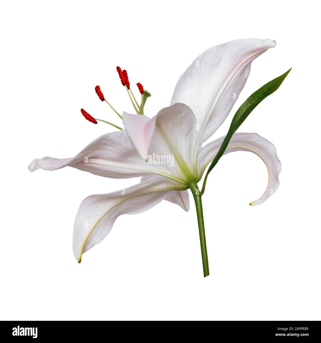 Lily flower head isolated on white background Stock Photo - Alamy