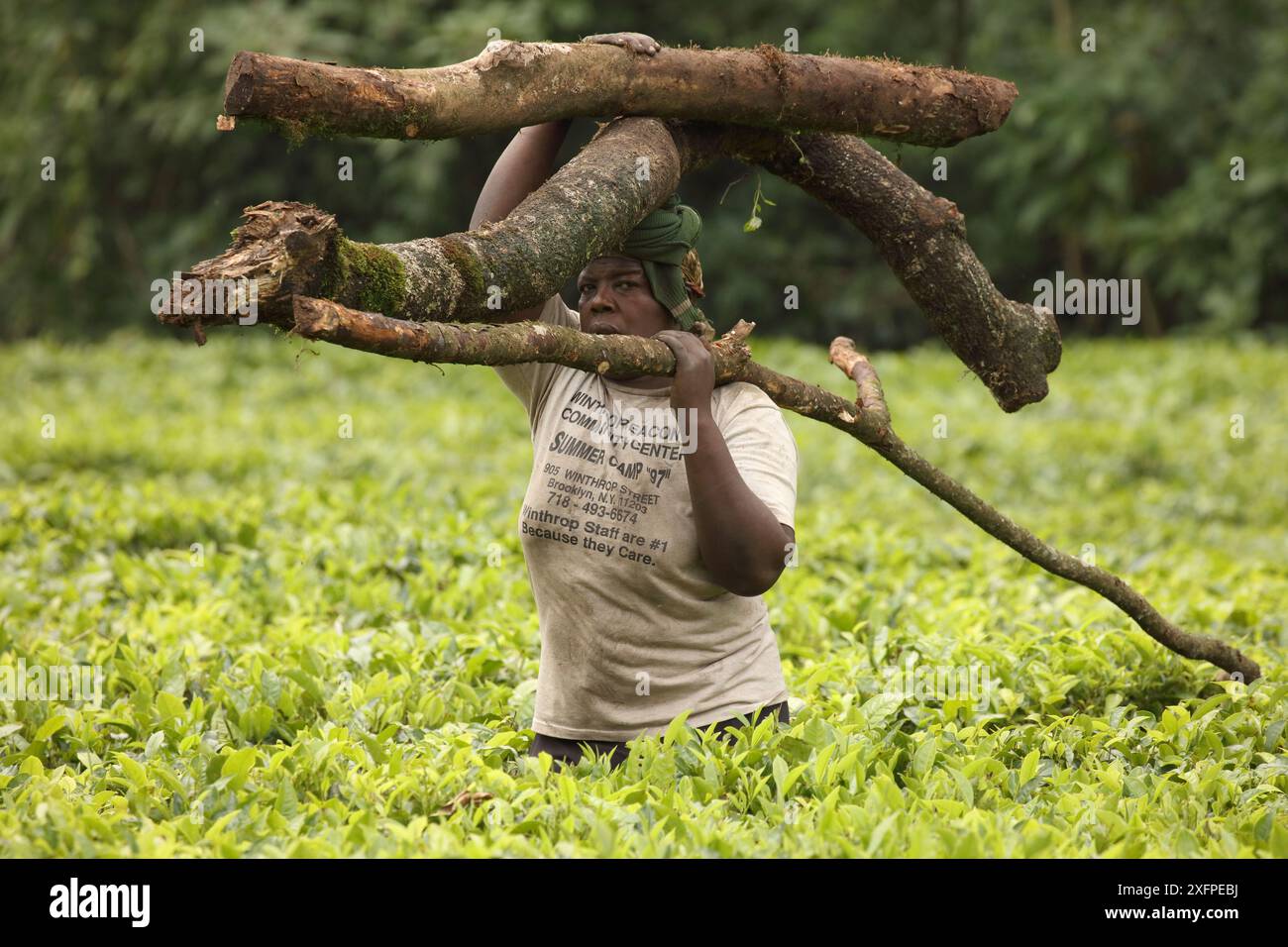 African woman carrying firewood hi-res stock photography and images - Alamy