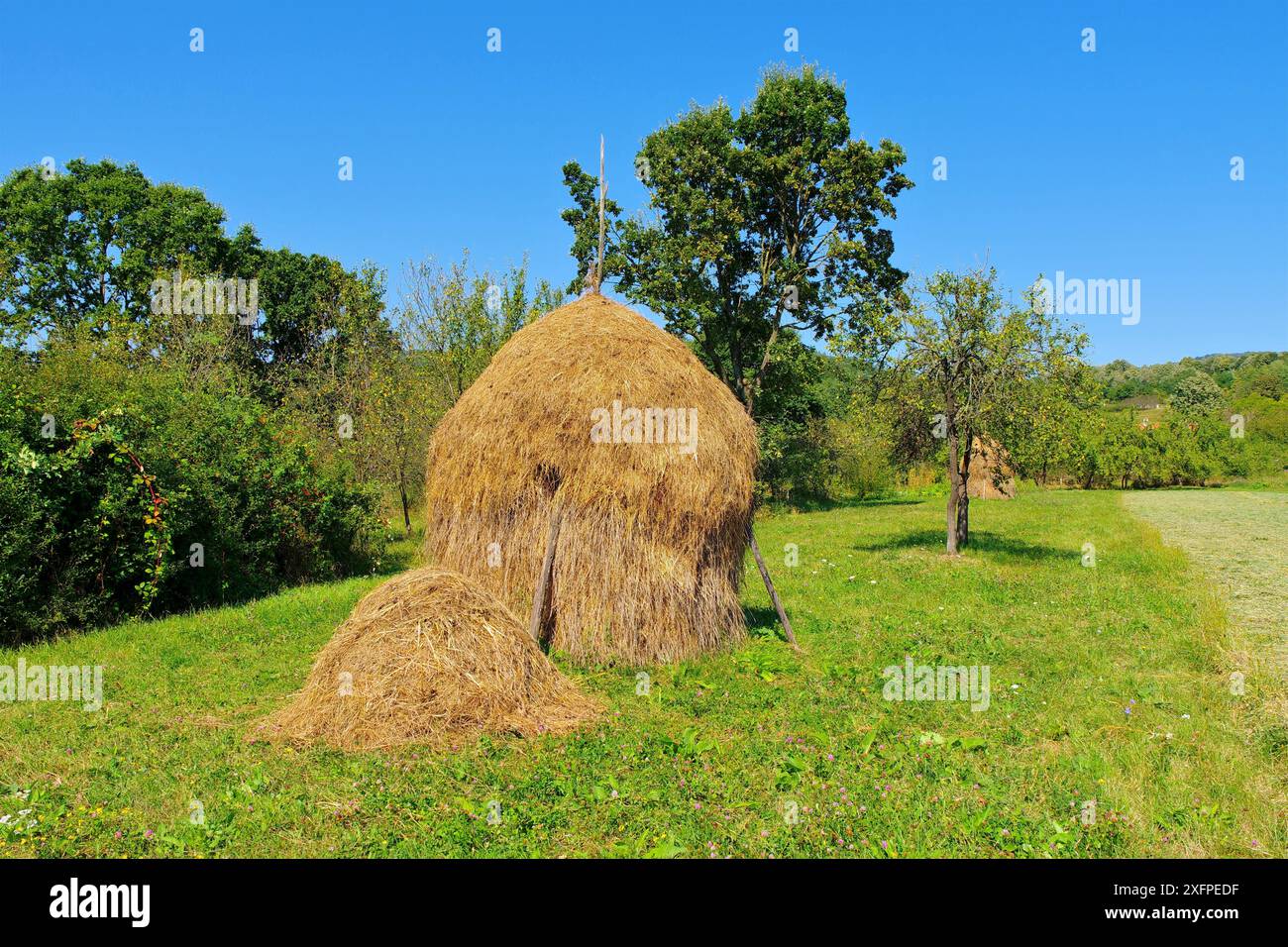 Typical haystacks in a field in Romania, typical haystacks in a field ...